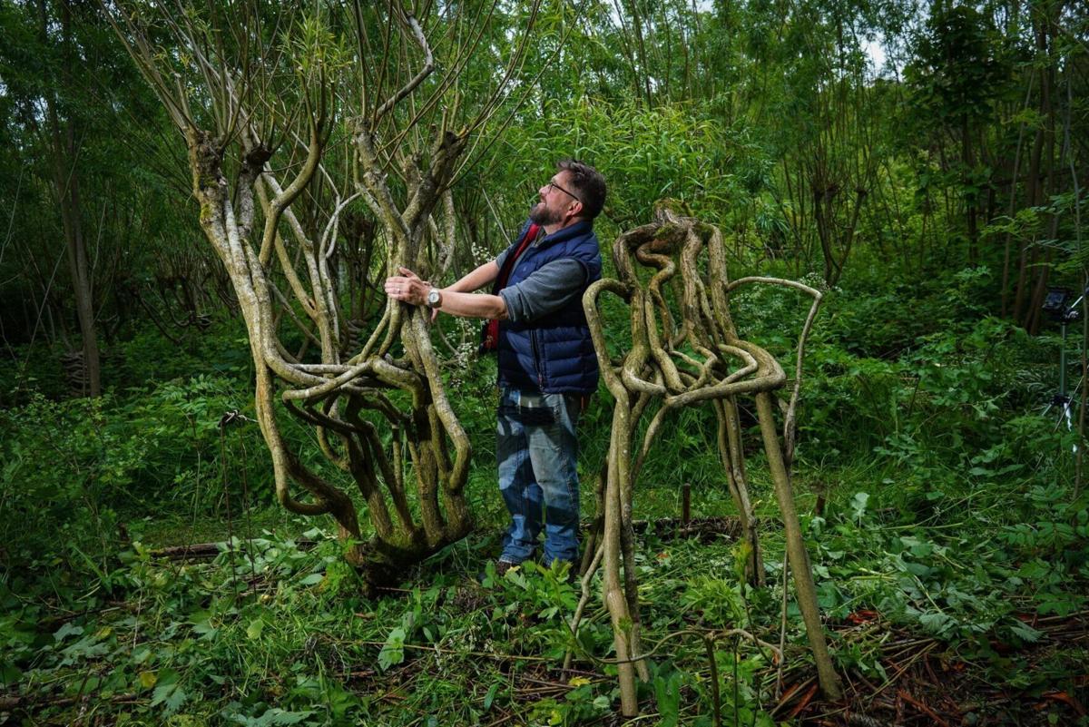 ‘Furniture orchard’ grows chairs from trees | Woodworking Network