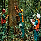 Tropical Forests and Selective Logging: Striking a Balance ...